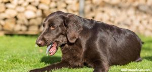 Dog Choking After Eating Grass: What's Really Going On? - Canines and Pups