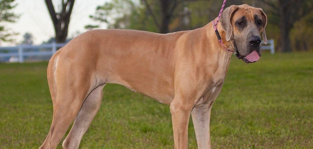 Old Dog Losing Hair on Back (What It Means) - Canines and Pups
