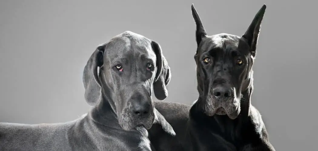 Great Dane Cropped Ears: 3 Best Great Dane Ear Cropping Styles ...